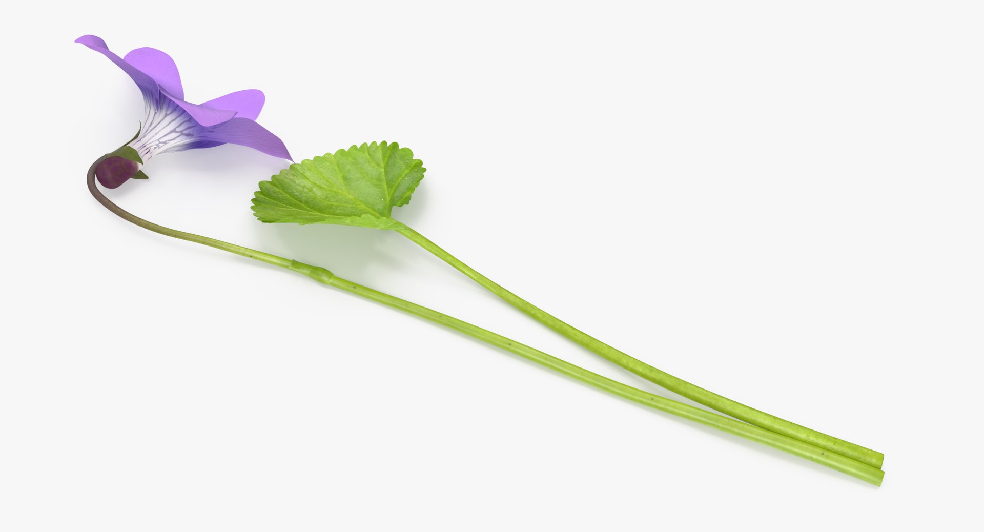 Violet Single Laying - Max