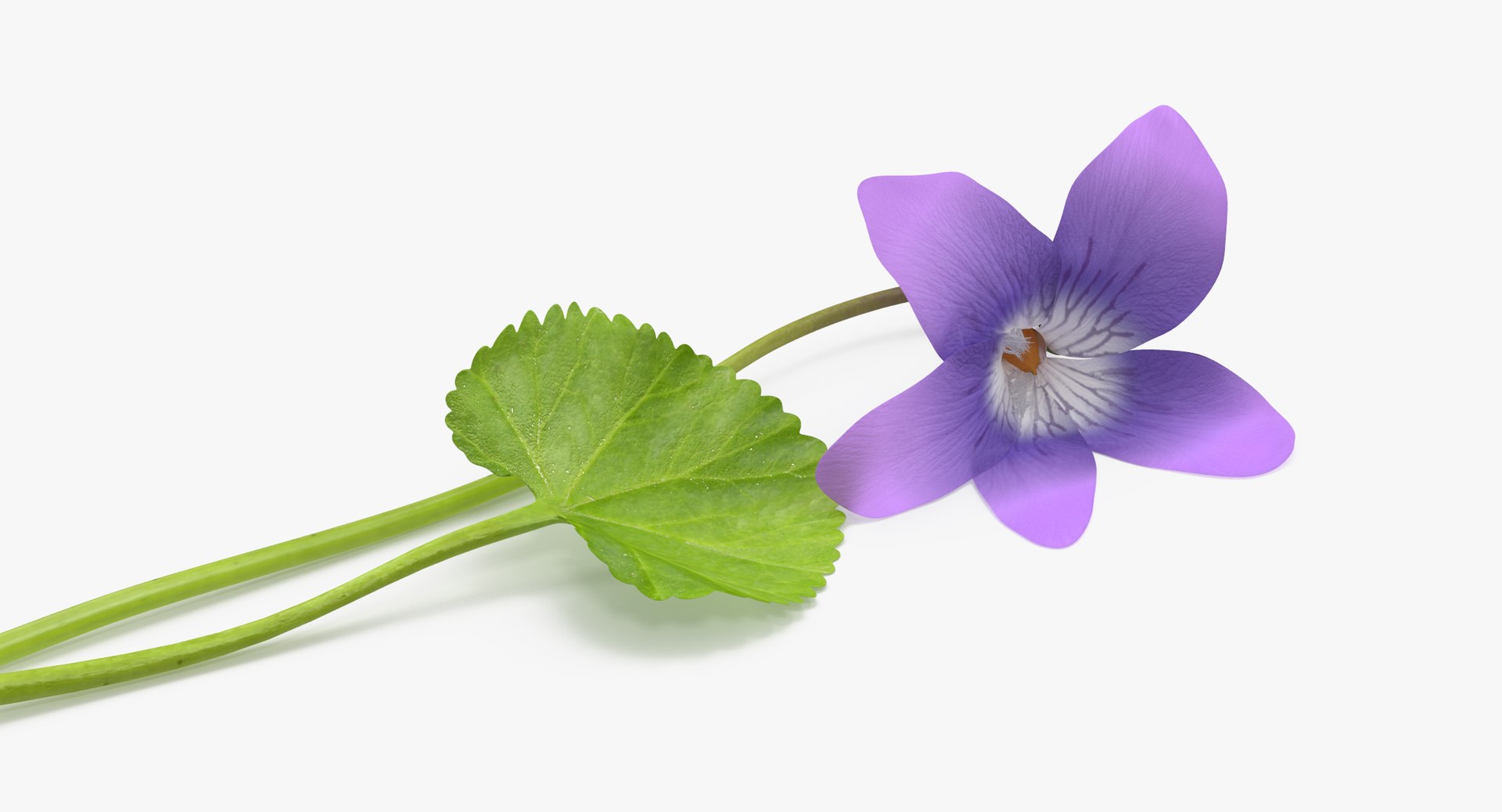 Violet Single Laying - Max