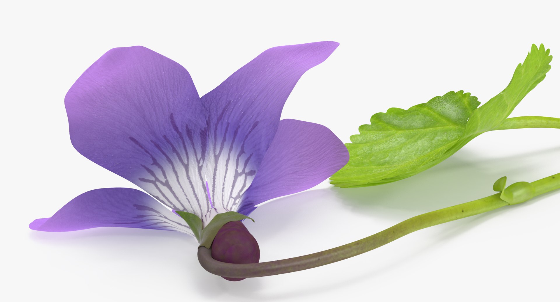 Violet Single Laying - Max