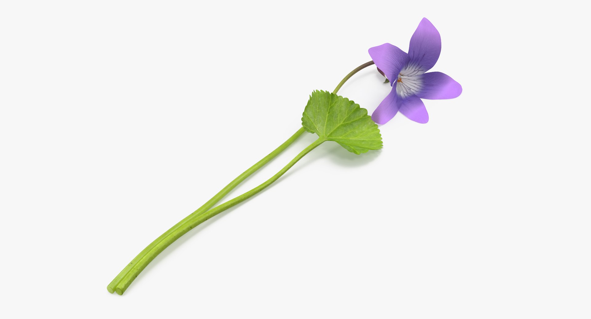 Violet Single Laying - Max