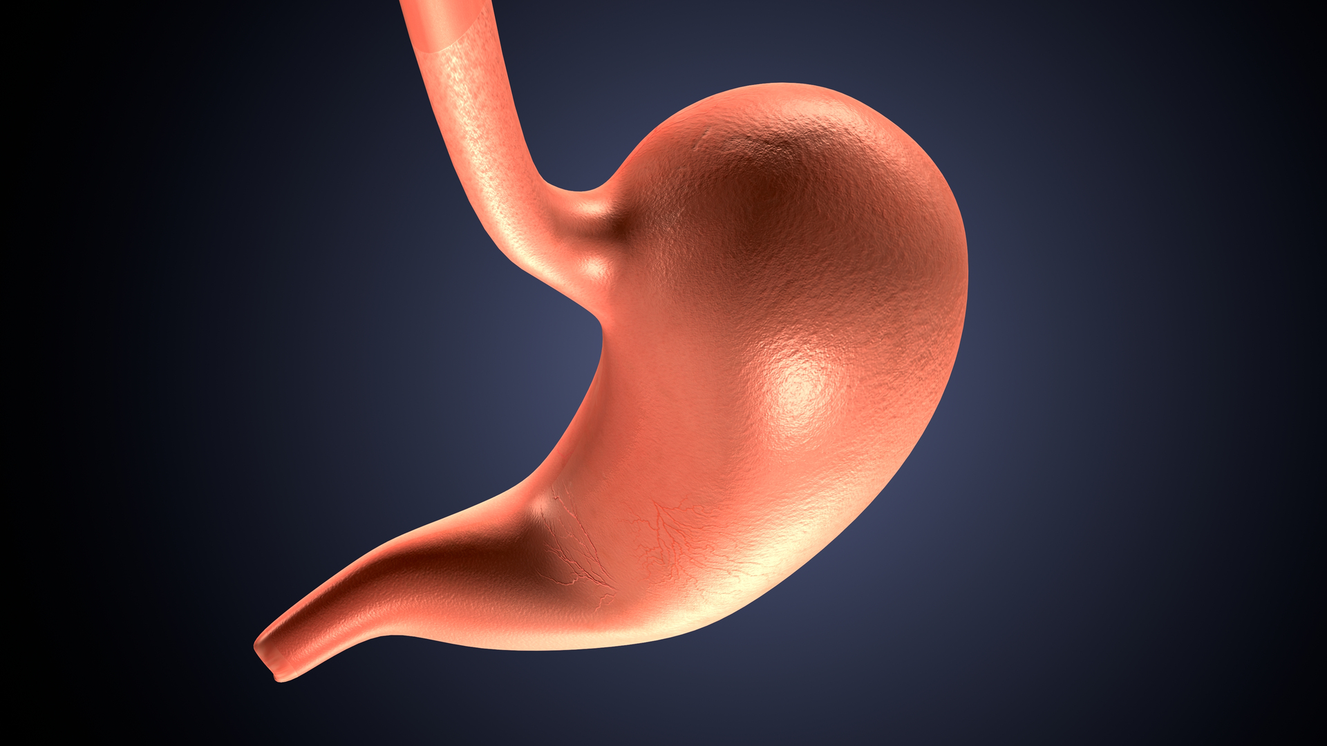 anatomia do estômago humano Modelo 3D - TurboSquid 1691726