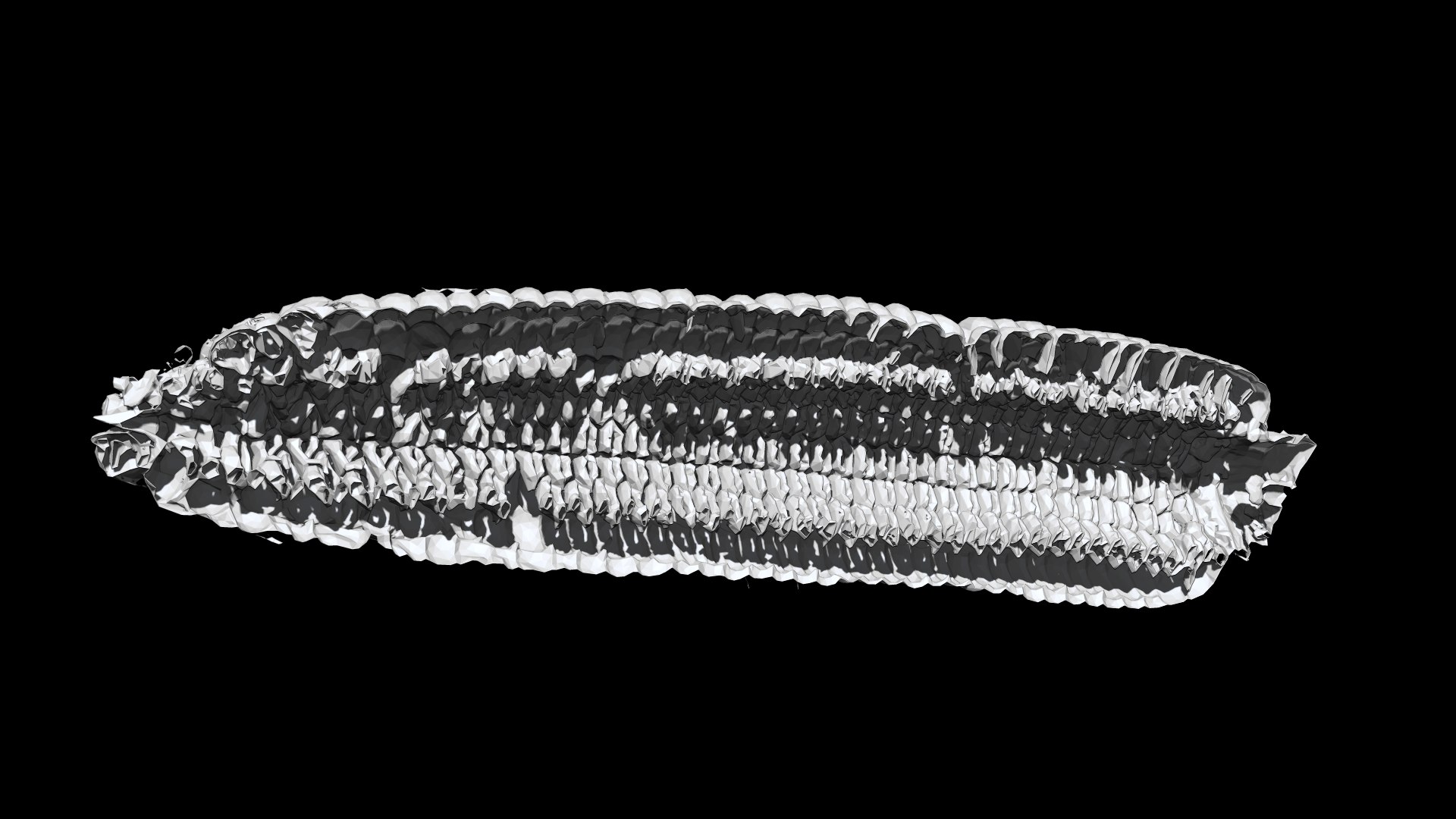 Corn 3D CT Scan Model Cut1 Half Decimae 8 Percent 3D - TurboSquid 1945216