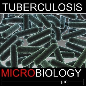 3D Anatomy Tuberculosis Models - Browse & Download Formats - TurboSquid