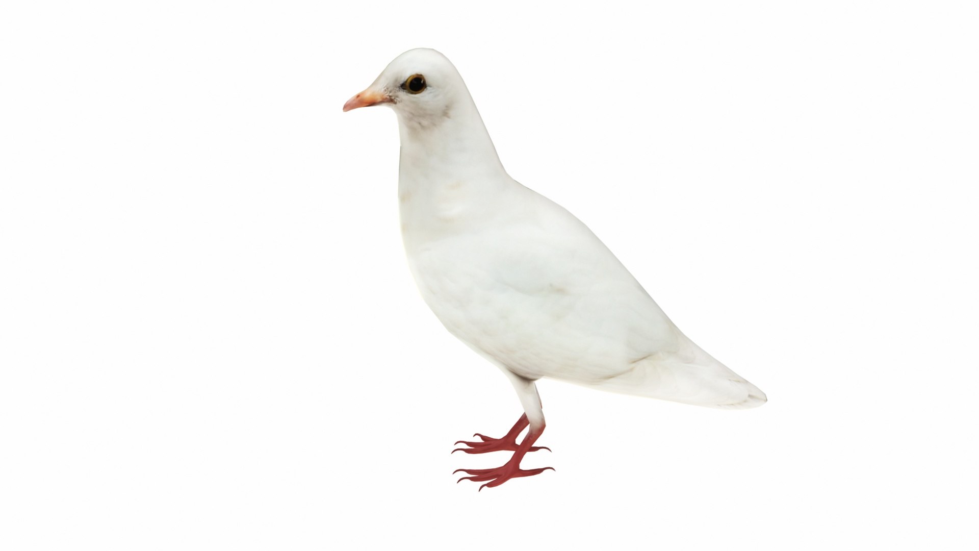 3D Dove Collection Model - TurboSquid 2329885