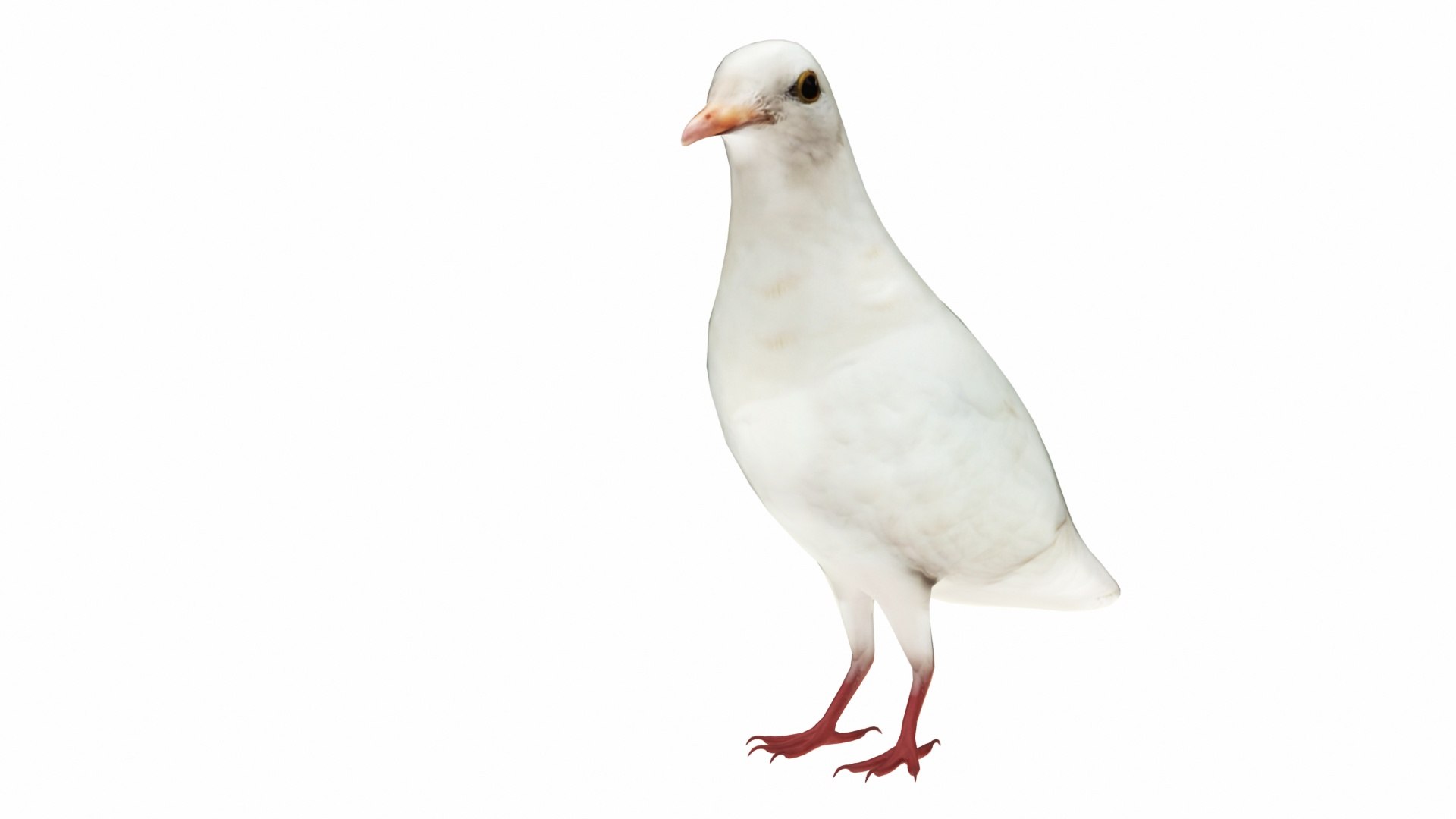 3D Dove Collection Model - TurboSquid 2329885
