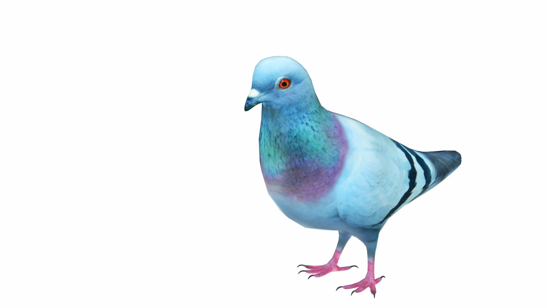 3D Dove Collection Model - TurboSquid 2329885