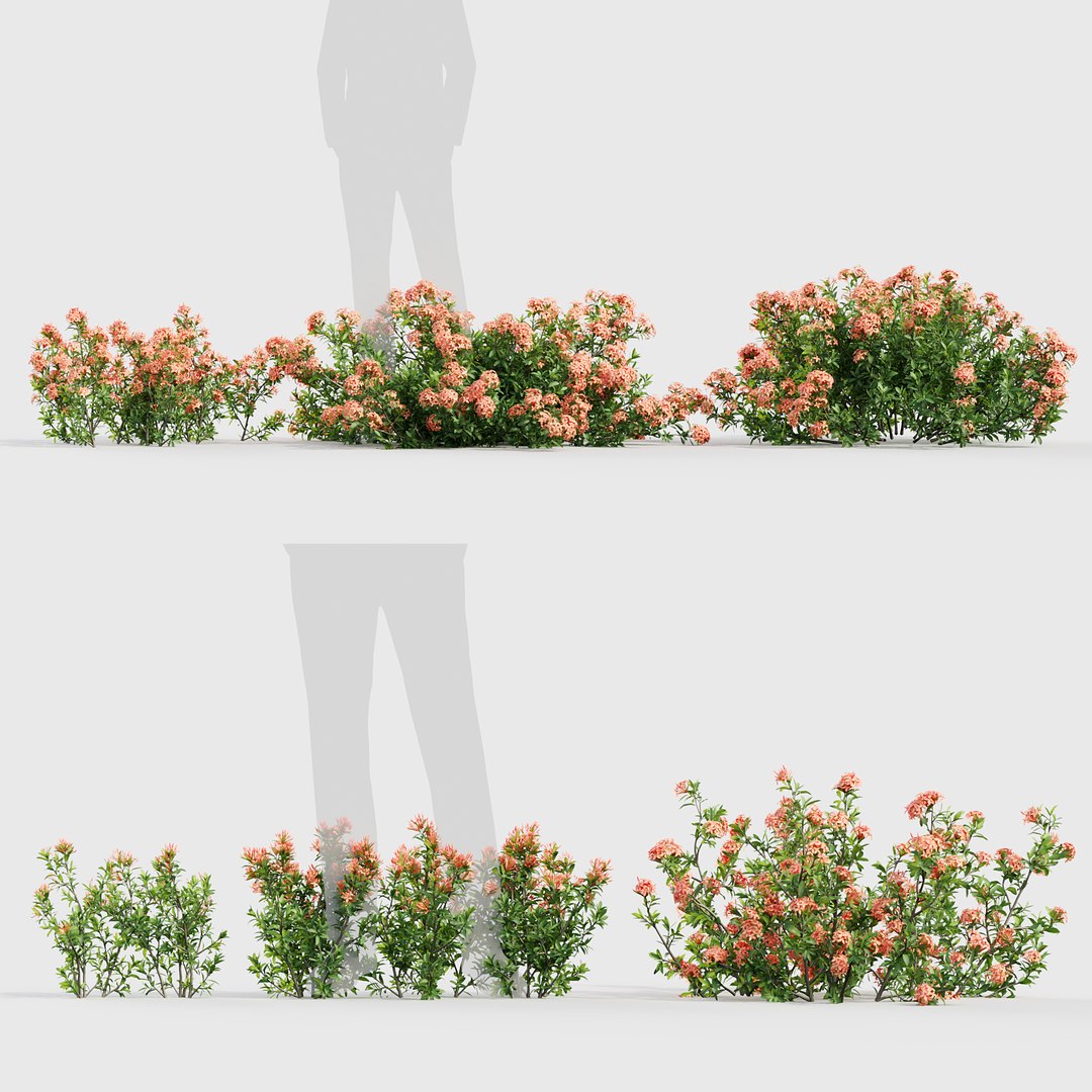 3D Ixora Coral Malay Ixora Coral Fire - TurboSquid 2109709