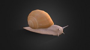 Snail 3D Models for Download | TurboSquid