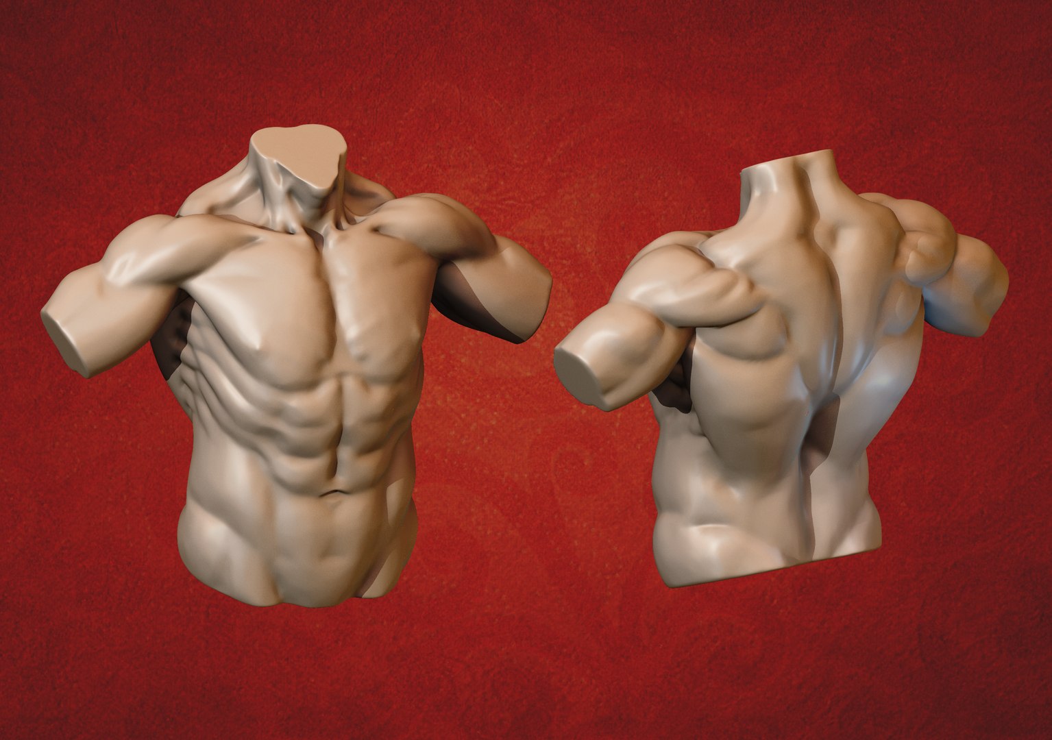 Male Torso 3D Model - TurboSquid 1875387