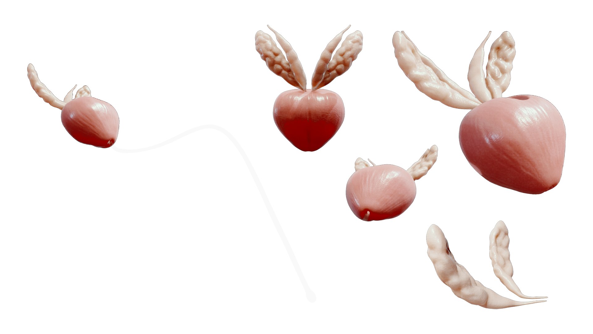 Prostate Anatomy Model - TurboSquid 2142634