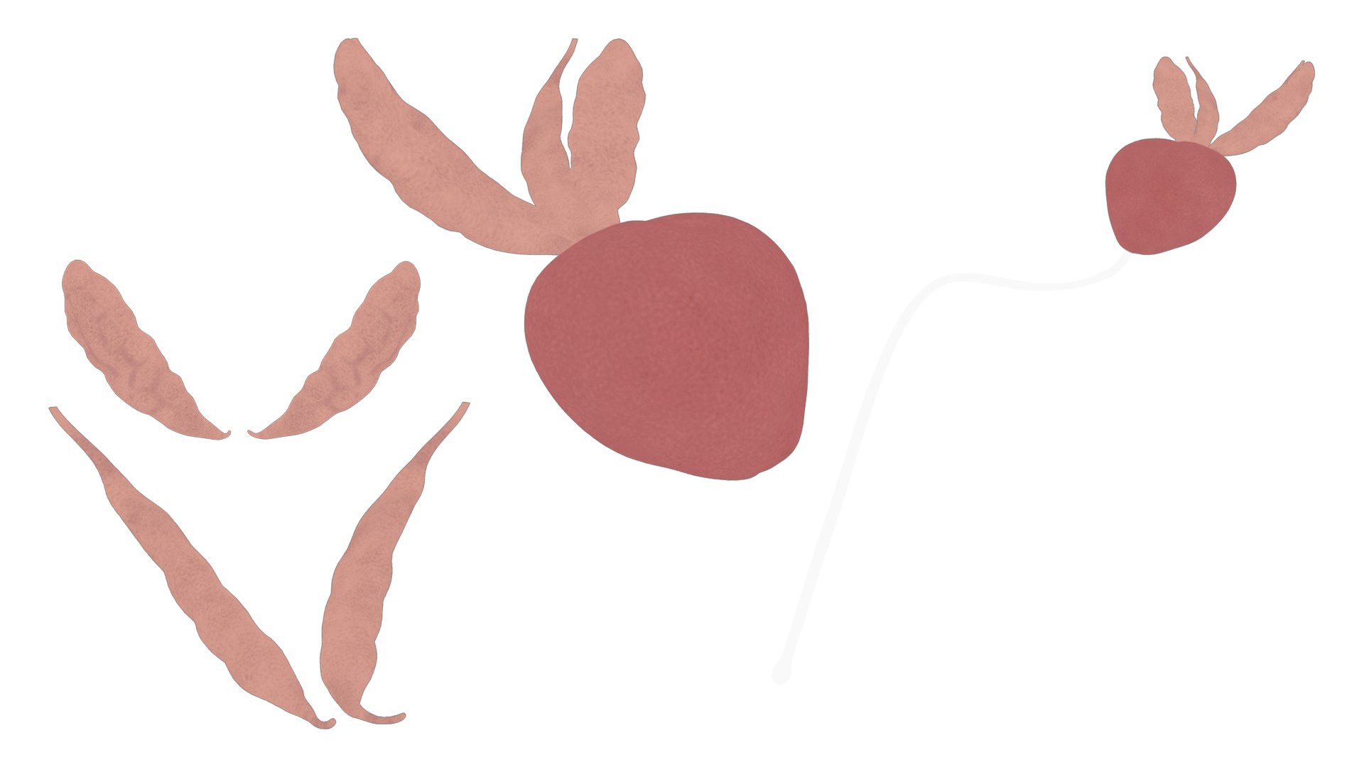 Prostate Anatomy Model - TurboSquid 2142634