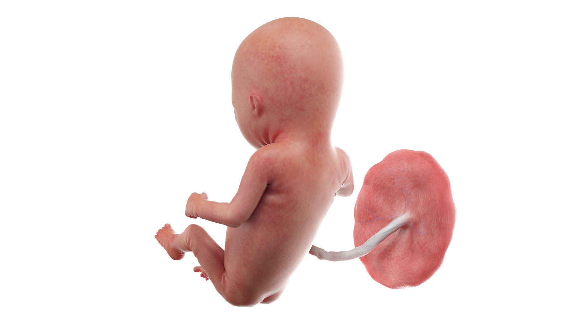 Fetus Anatomy Week 14 Static 3D Model - TurboSquid 1844665