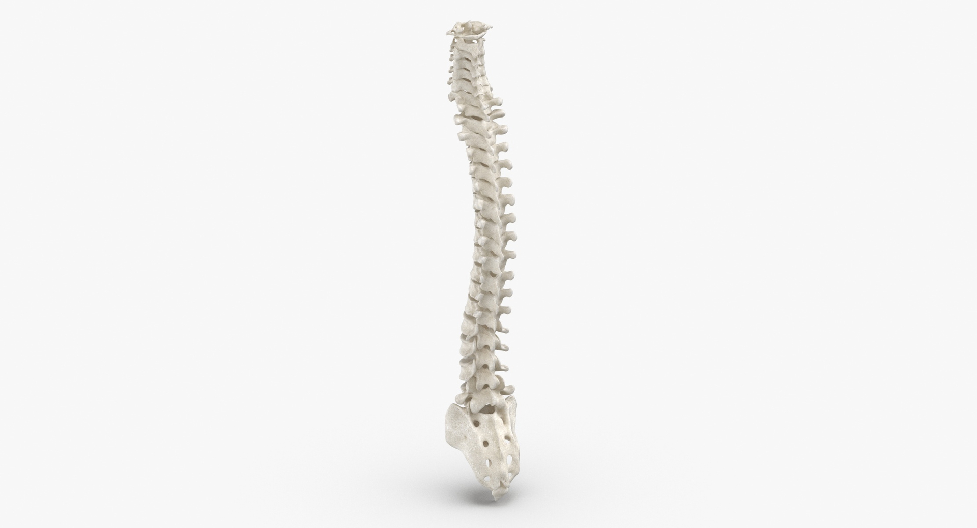 Human Spine Bones Anatomy 3D Model - TurboSquid 1607350