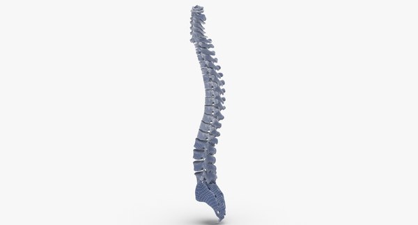 Human spine bones anatomy 3D model - TurboSquid 1607350