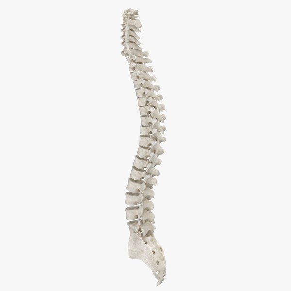 Human spine bones anatomy 3D model - TurboSquid 1607350