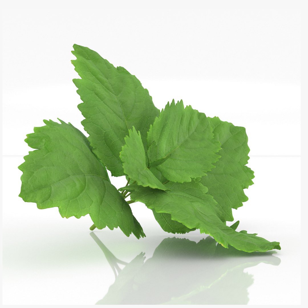 3D Patchouli Pogostemon Cablin Model - TurboSquid 1535449