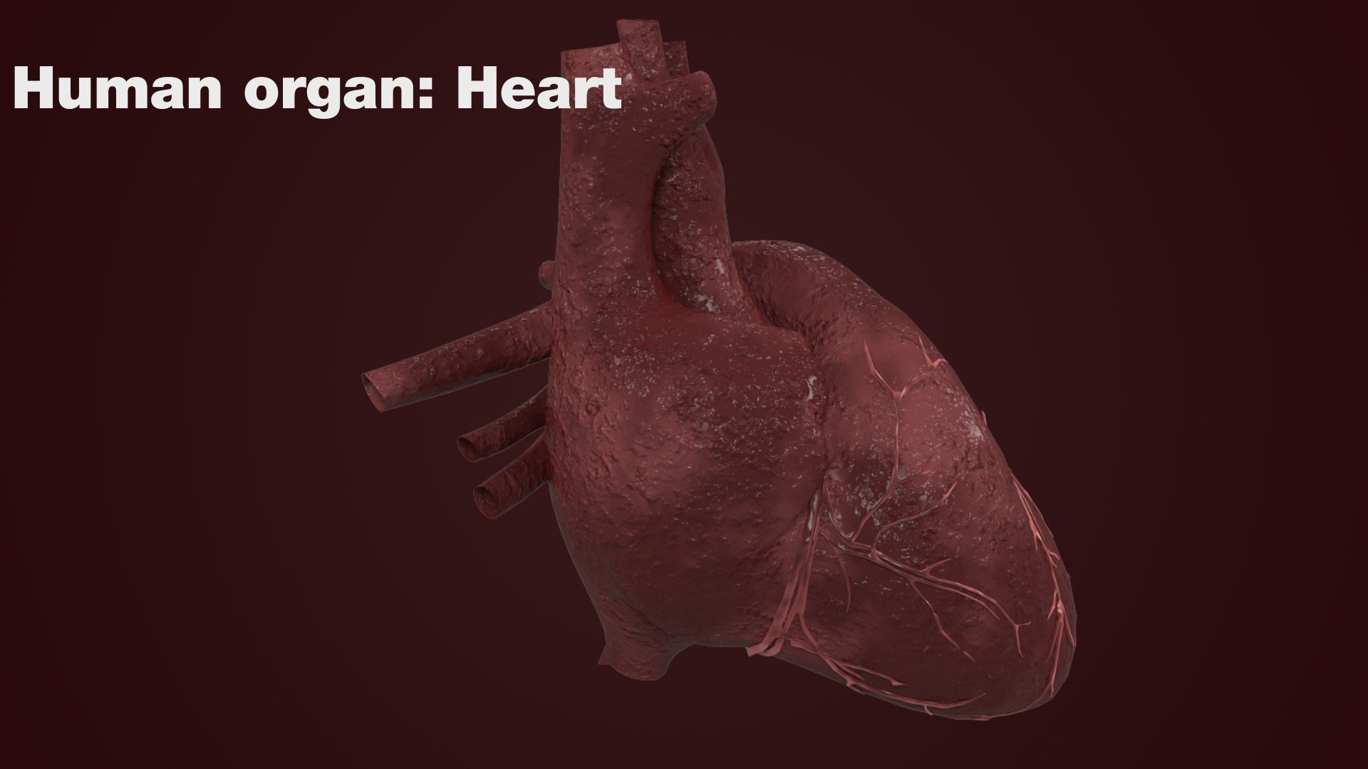Realistic Human Heart 3d Max