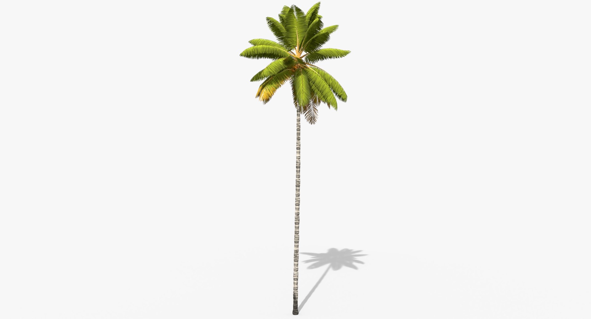 3D Cocos Coconut Palm Tree Tropical - TurboSquid 1279231