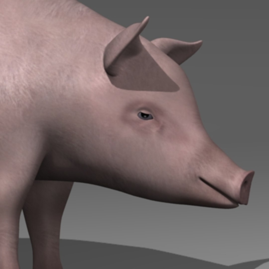 3d Model Female Pig
