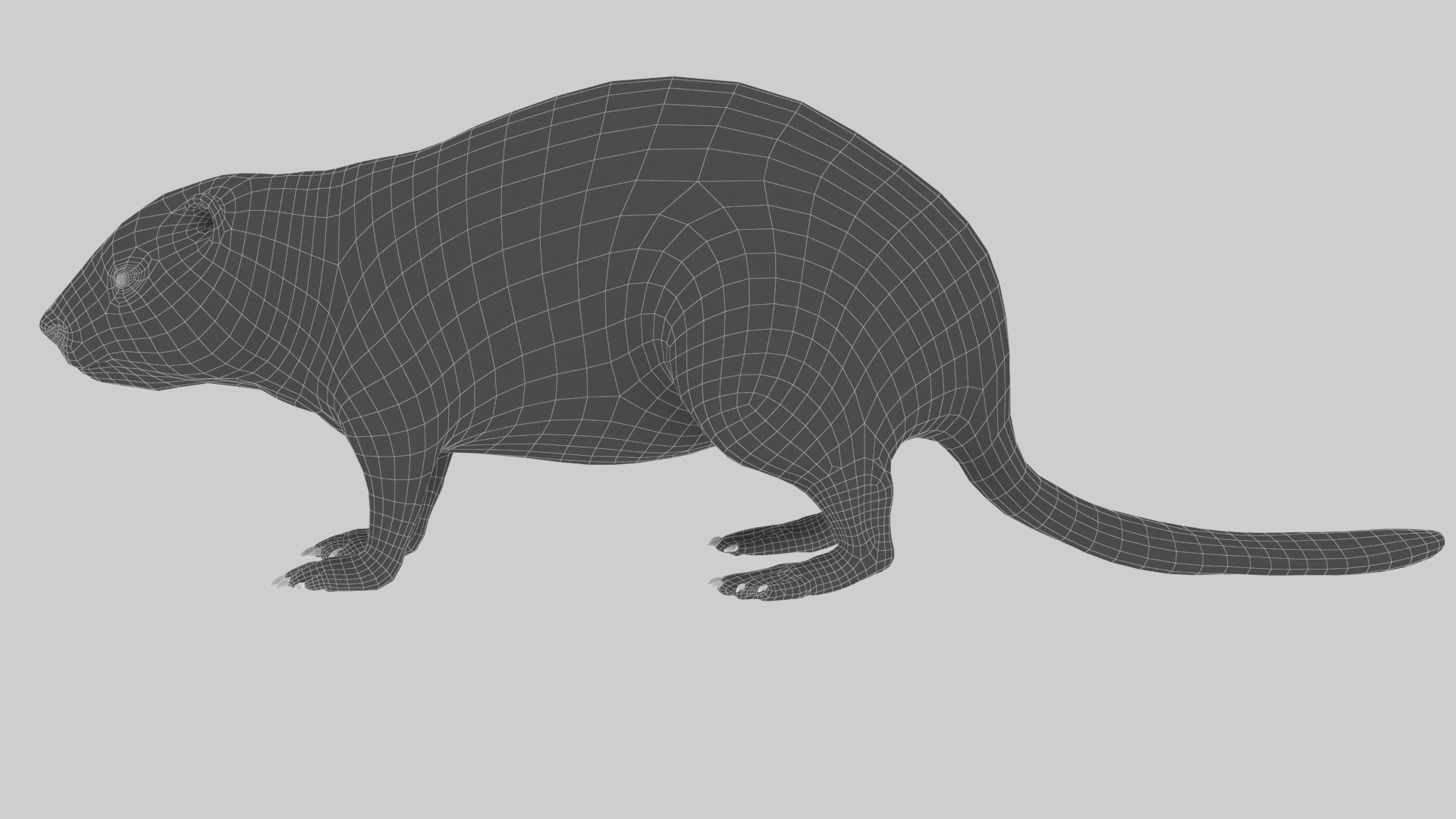 Beaver Model - TurboSquid 1816779