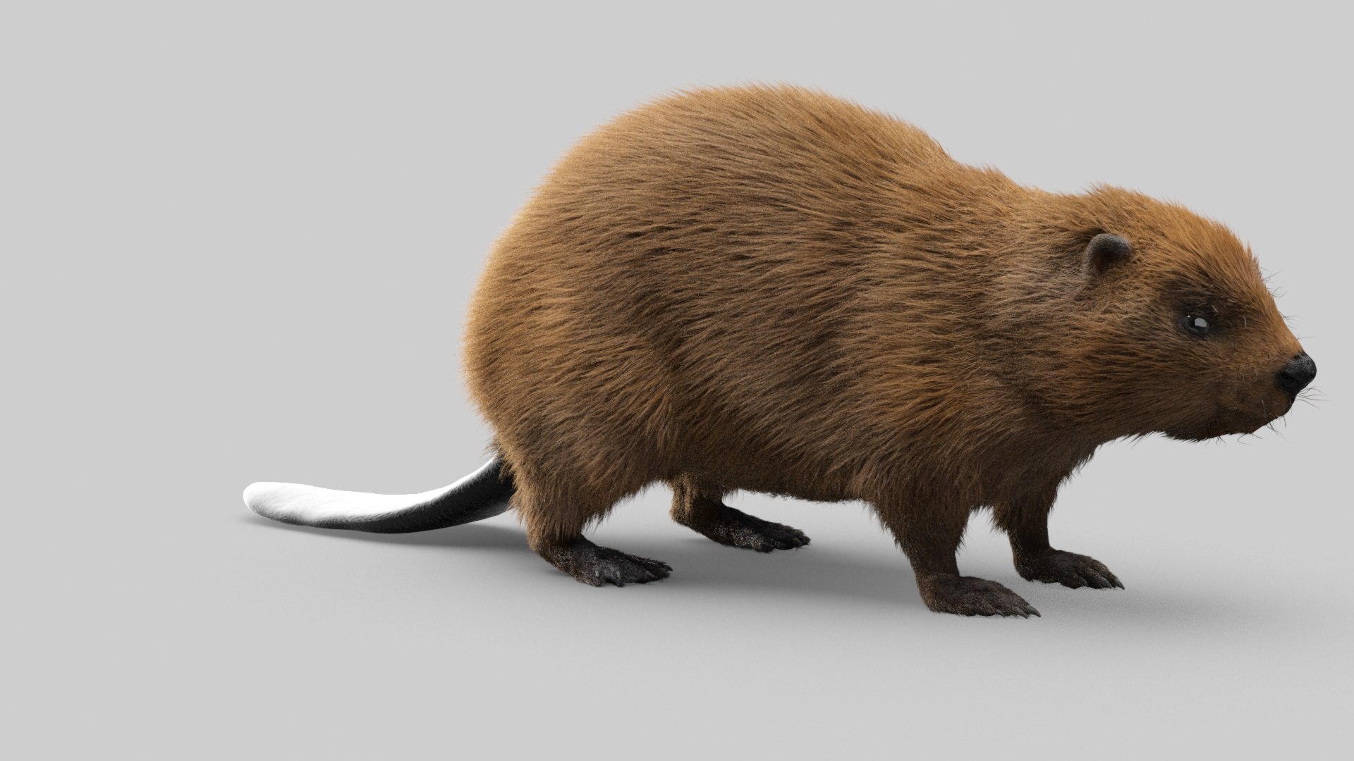 Beaver Model - TurboSquid 1816779