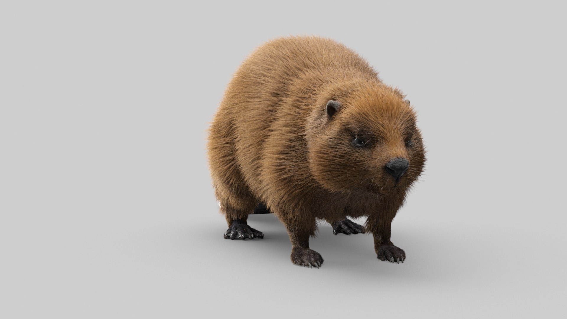Beaver Model - TurboSquid 1816779