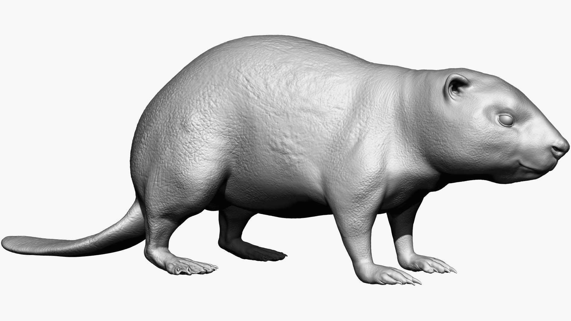Beaver Model - TurboSquid 1816779