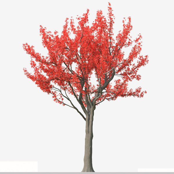 Set of Bombax ceiba or Cotton Trees 3D model - TurboSquid 1969937