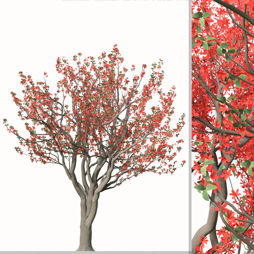 Set Of Bombax Ceiba Or Cotton Trees 3D Model - TurboSquid 1969937