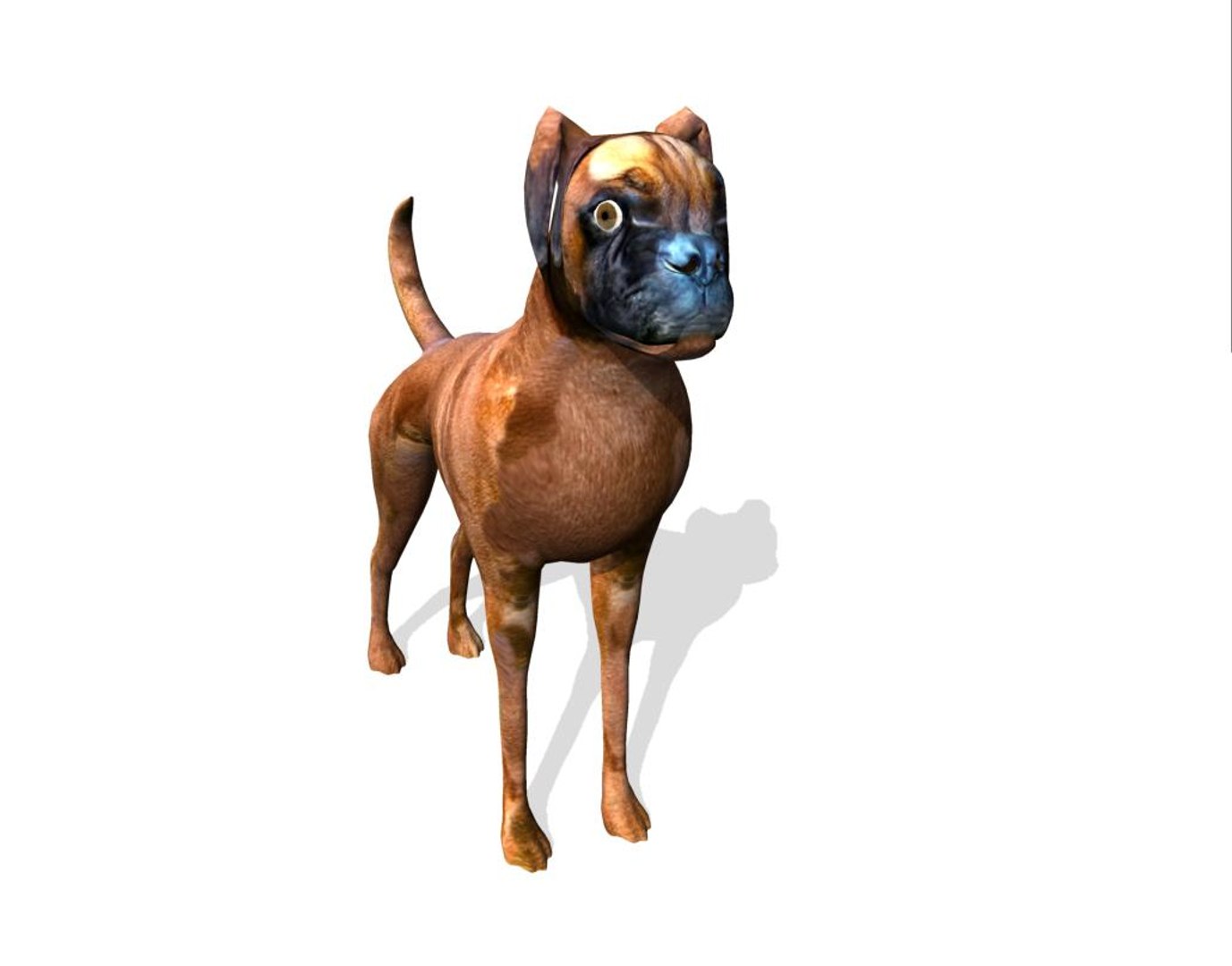 Boxer Dog 3d Model