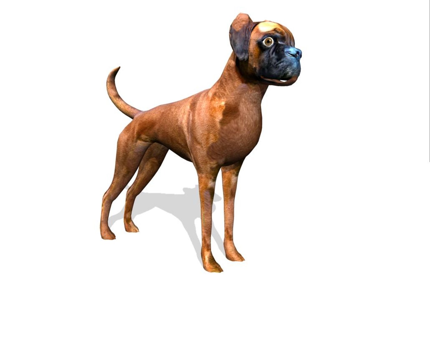Boxer Dog 3d Model