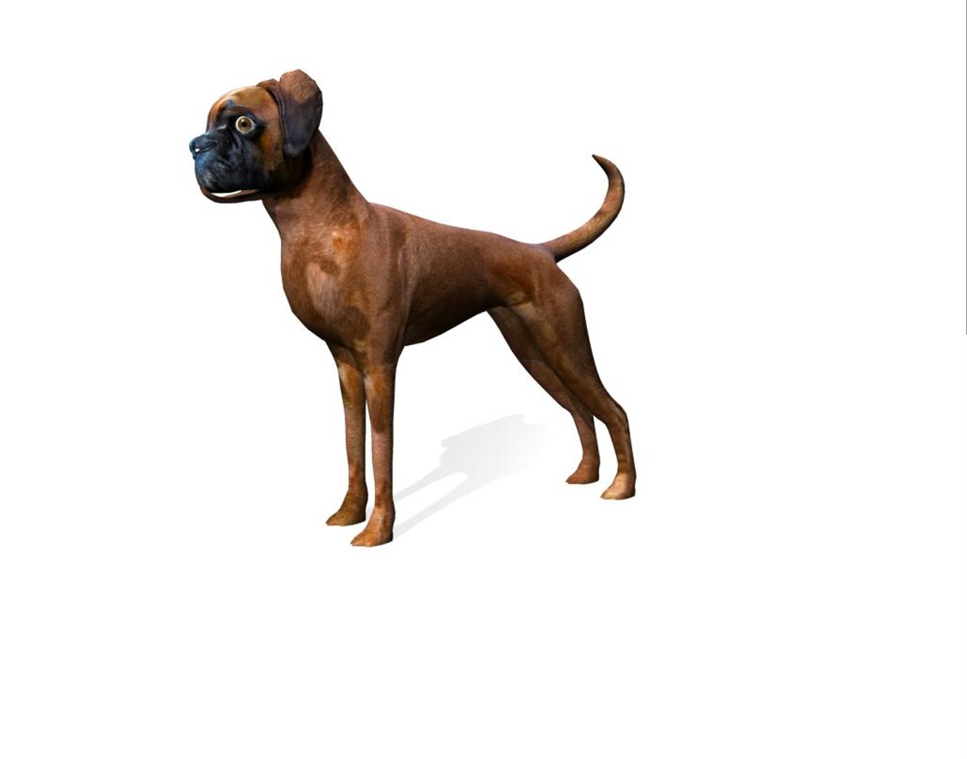 Boxer Dog 3d Model
