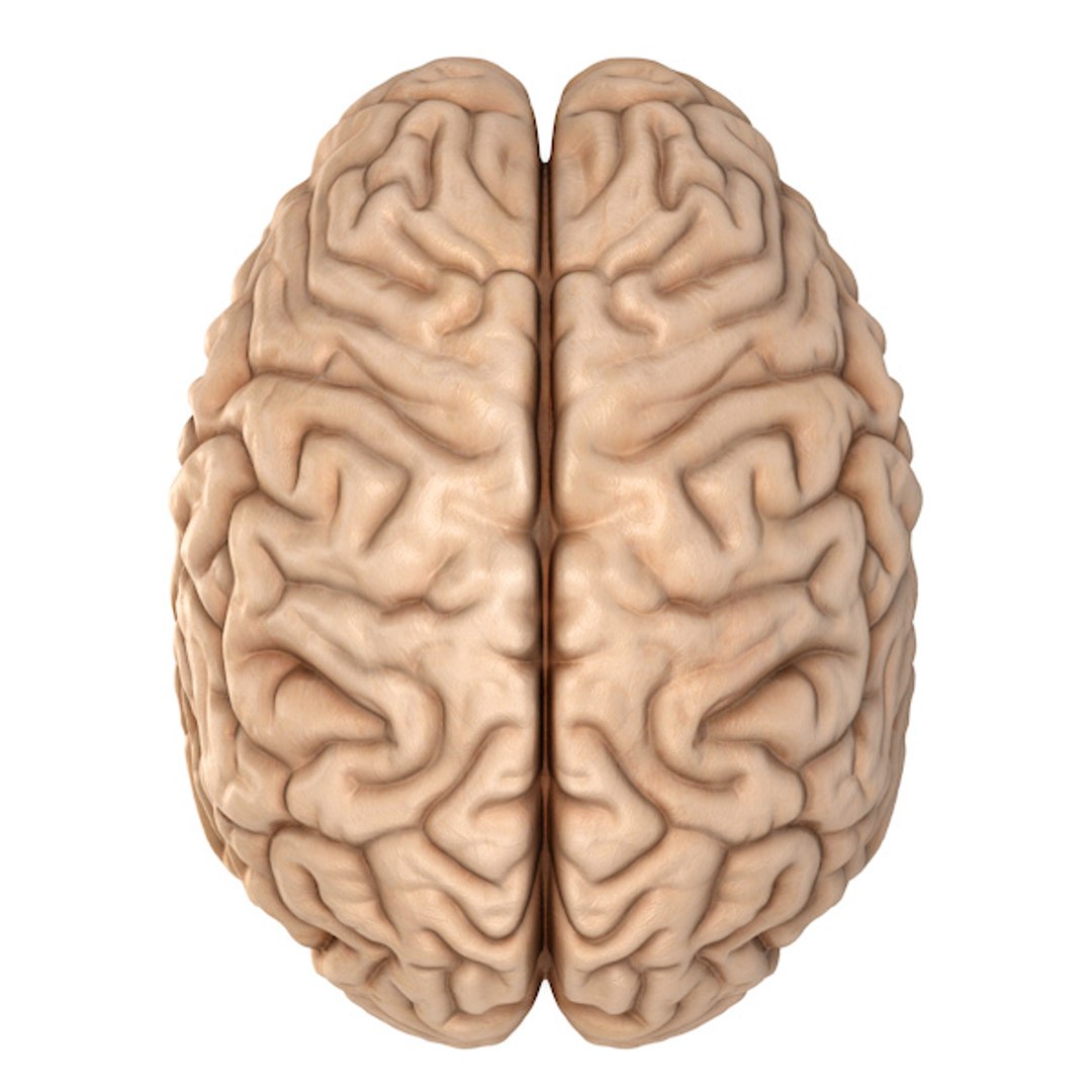 3d Model Accurate Human Brain