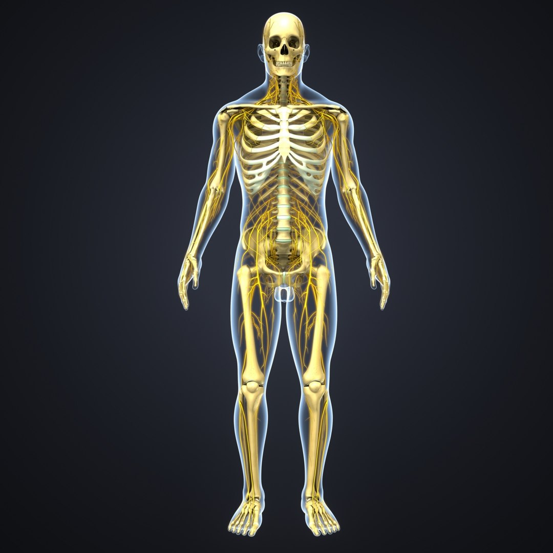 3D model body skeleton nerves - TurboSquid 1216987