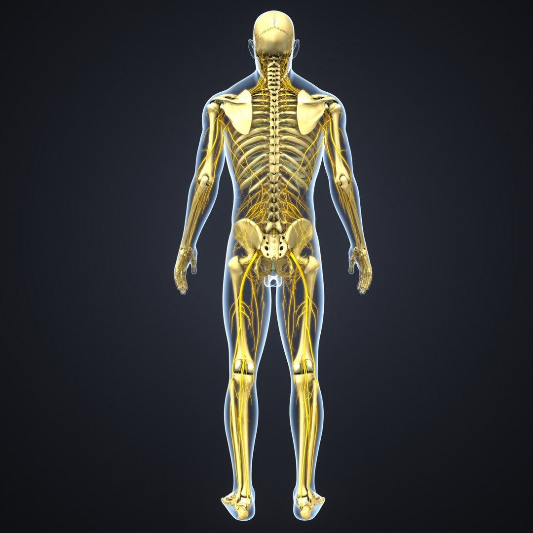 3D Model Body Skeleton Nerves - TurboSquid 1216987