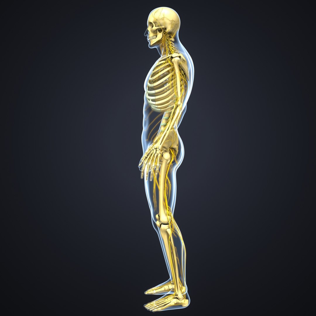 3D Model Body Skeleton Nerves - TurboSquid 1216987