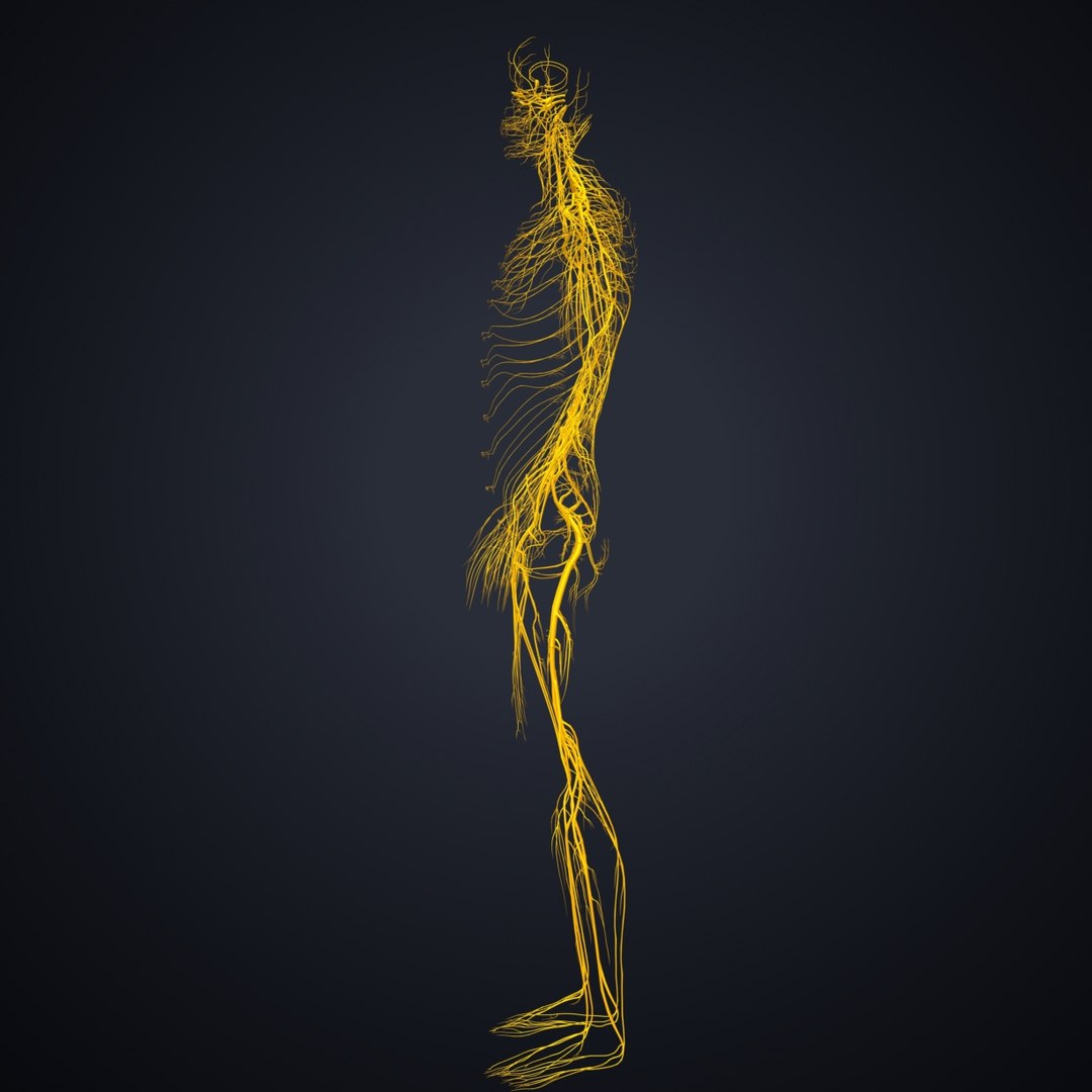 3D Model Body Skeleton Nerves - TurboSquid 1216987