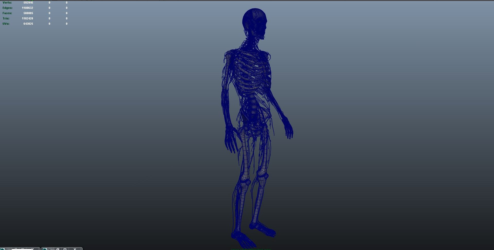 3D Model Body Skeleton Nerves - TurboSquid 1216987