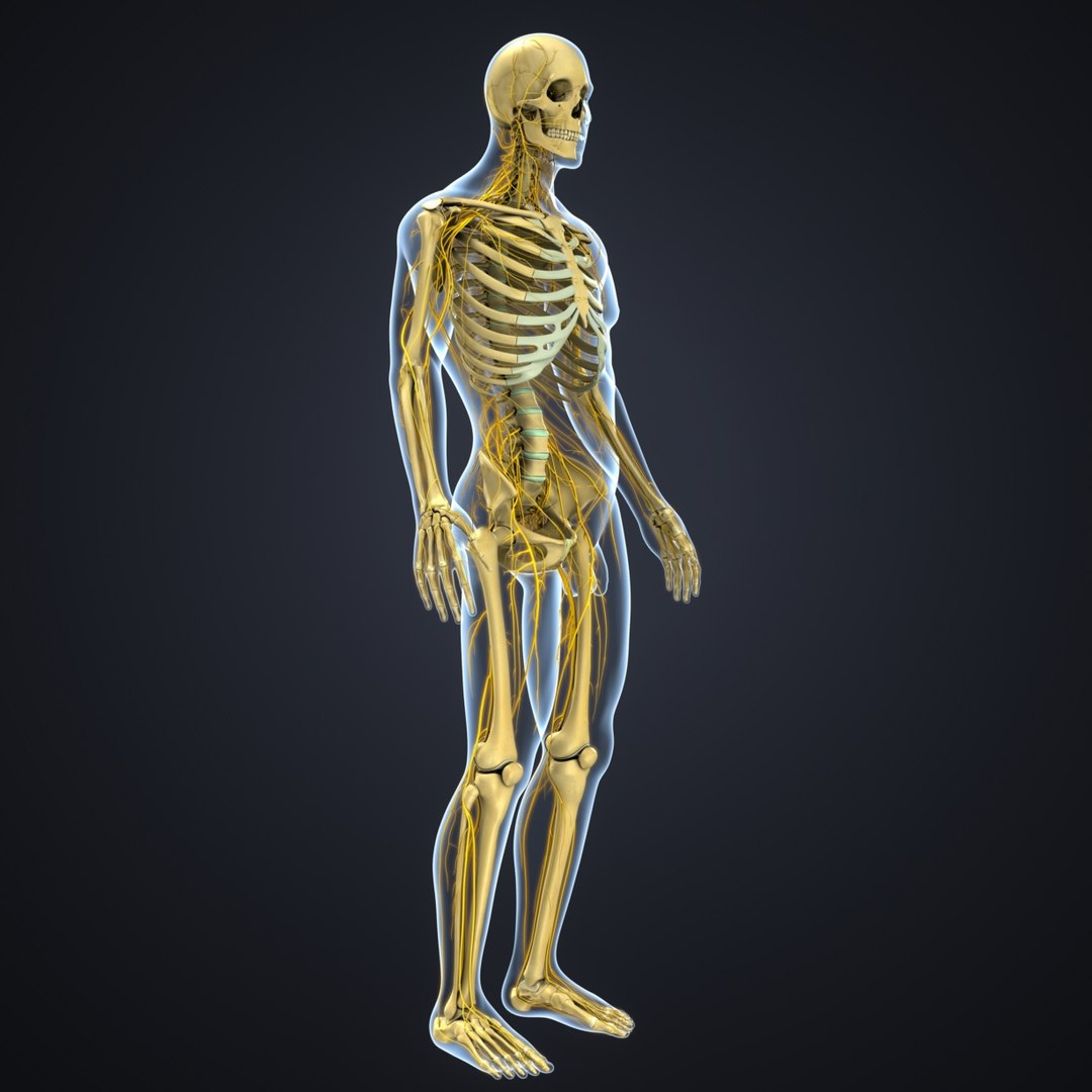 3D Model Body Skeleton Nerves - TurboSquid 1216987