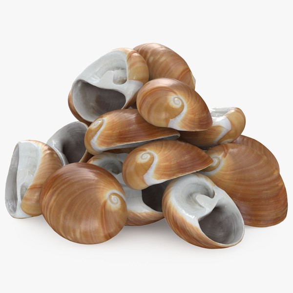 Shell 3D Models for Download | TurboSquid