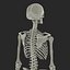 3d max human female skeleton rigged