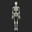 3d Max Human Female Skeleton Rigged