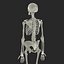 3d max human female skeleton rigged