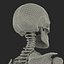 3d Max Human Female Skeleton Rigged