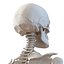 3d Max Human Female Skeleton Rigged