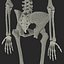 3d Max Human Female Skeleton Rigged