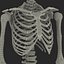 3d Max Human Female Skeleton Rigged