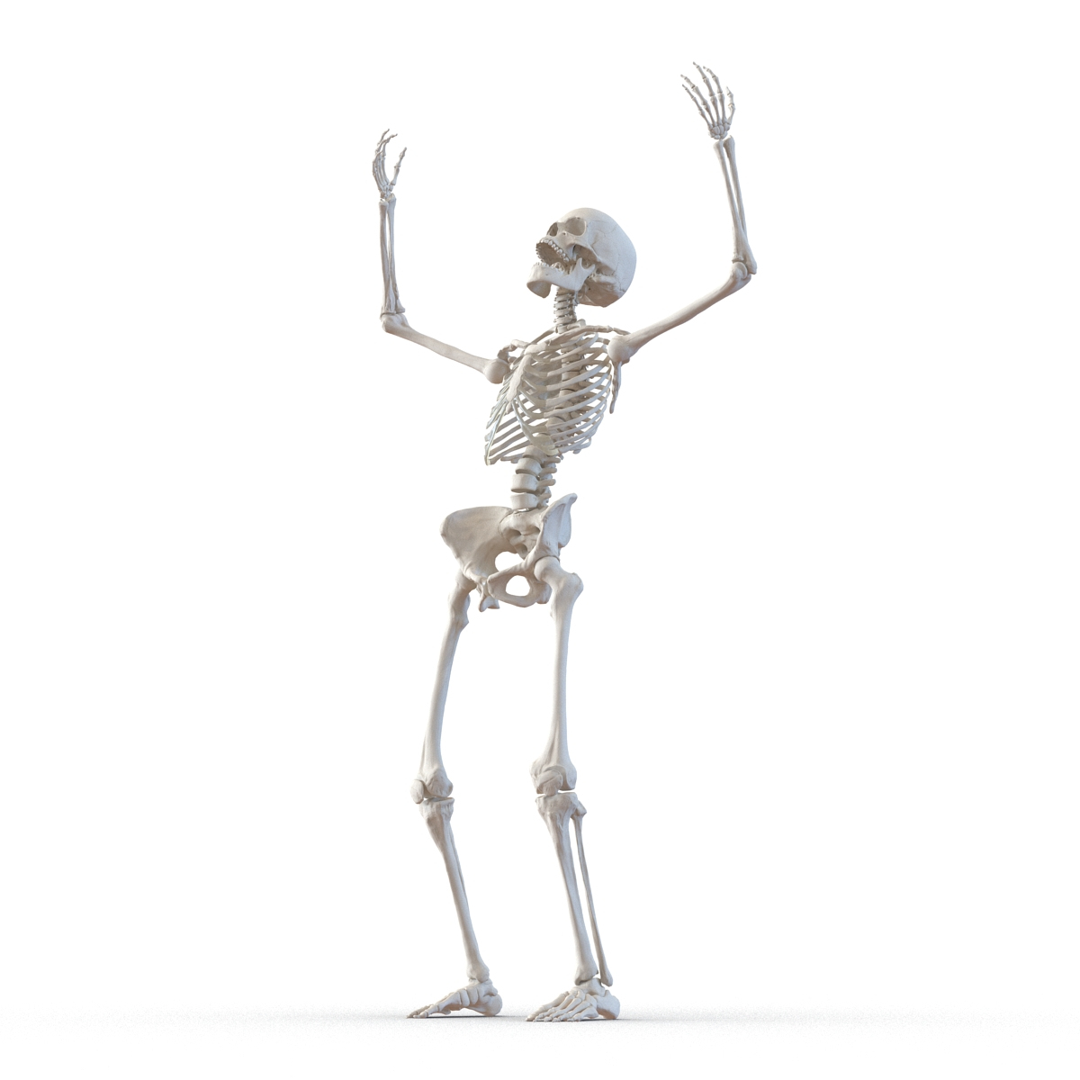 3d max human female skeleton rigged