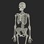3d Max Human Female Skeleton Rigged