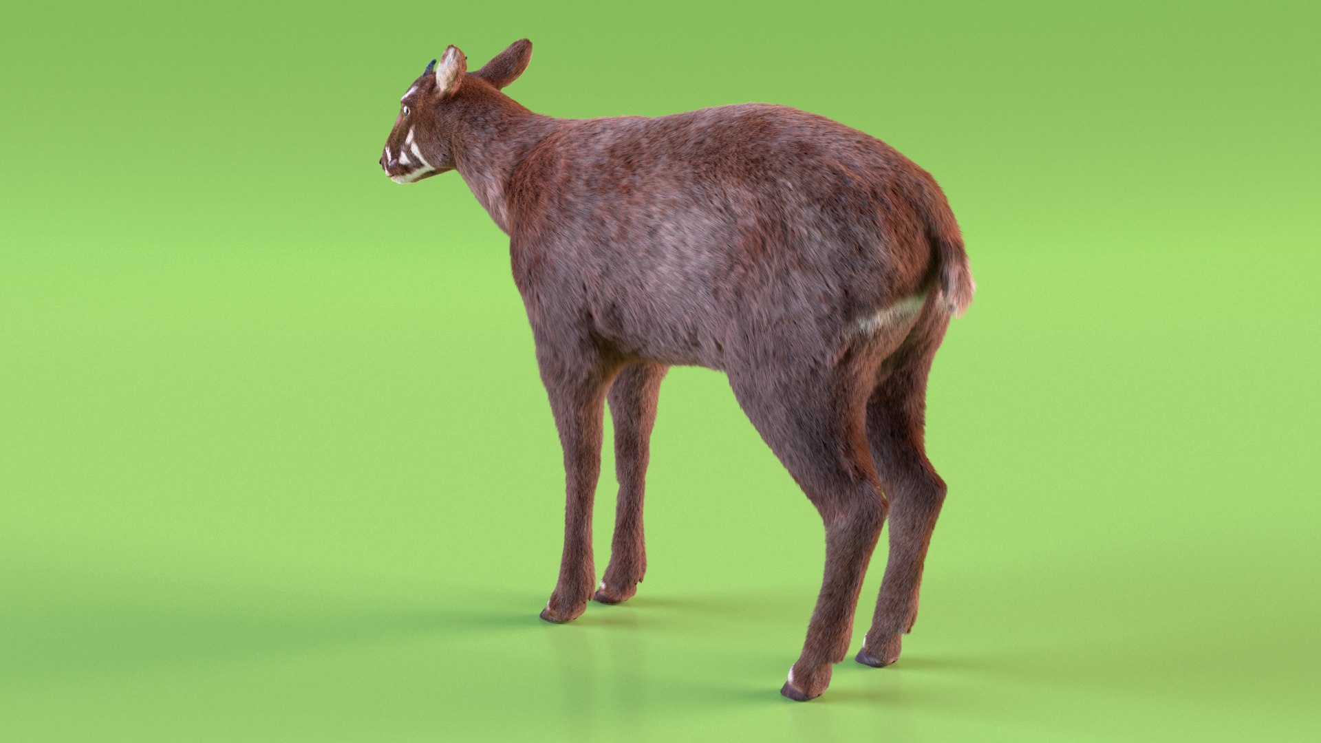 3D Saola Fur - TurboSquid 2202824